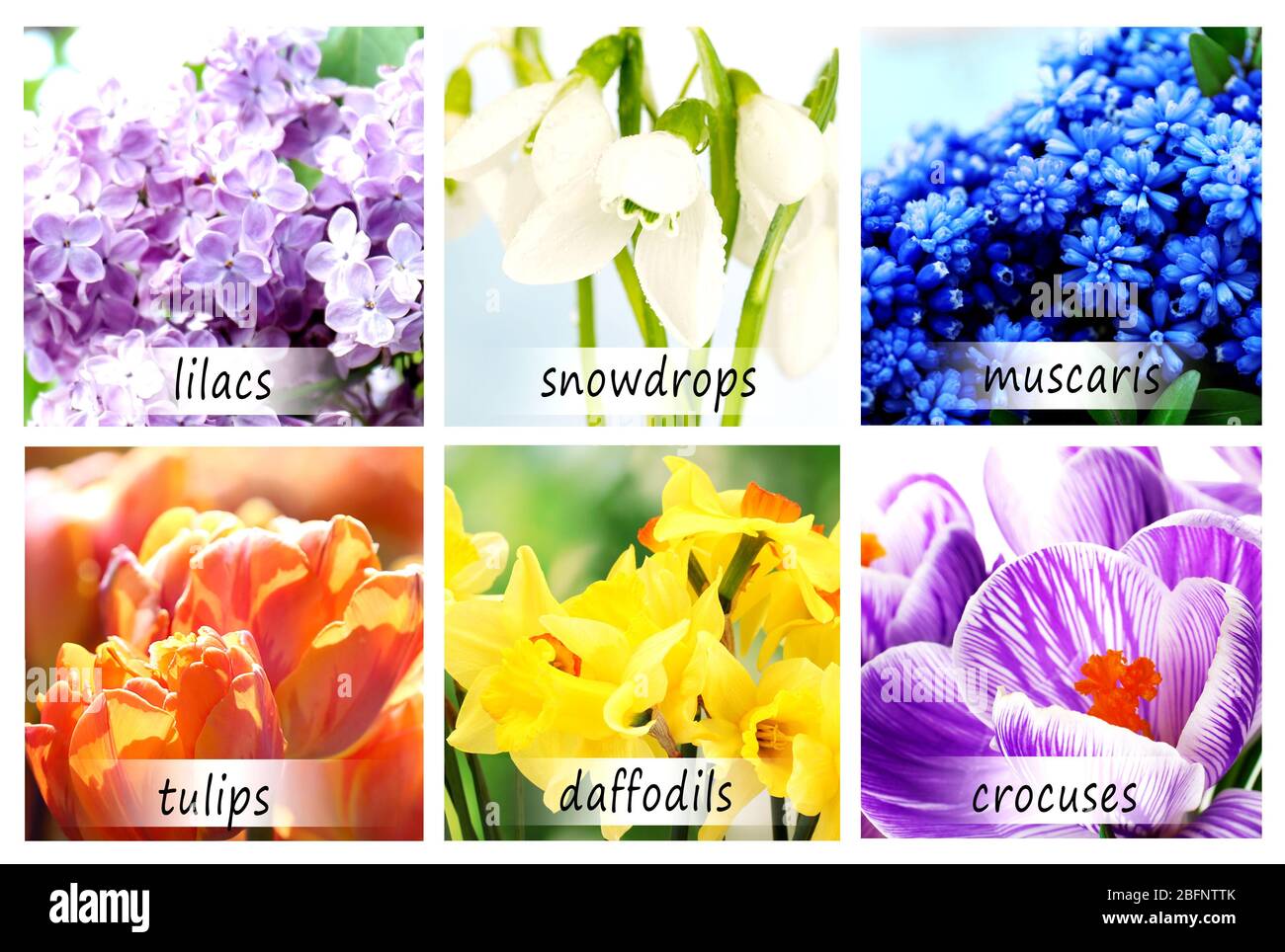 Collage of beautiful flowers with names Stock Photo - Alamy