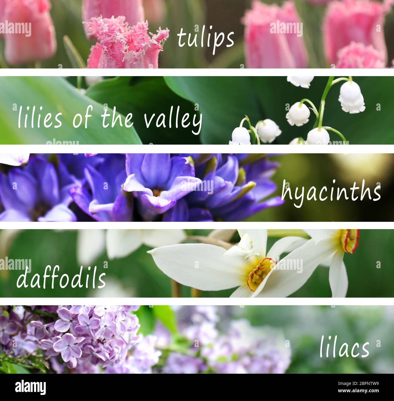 Beautiful Spring Flowers Names