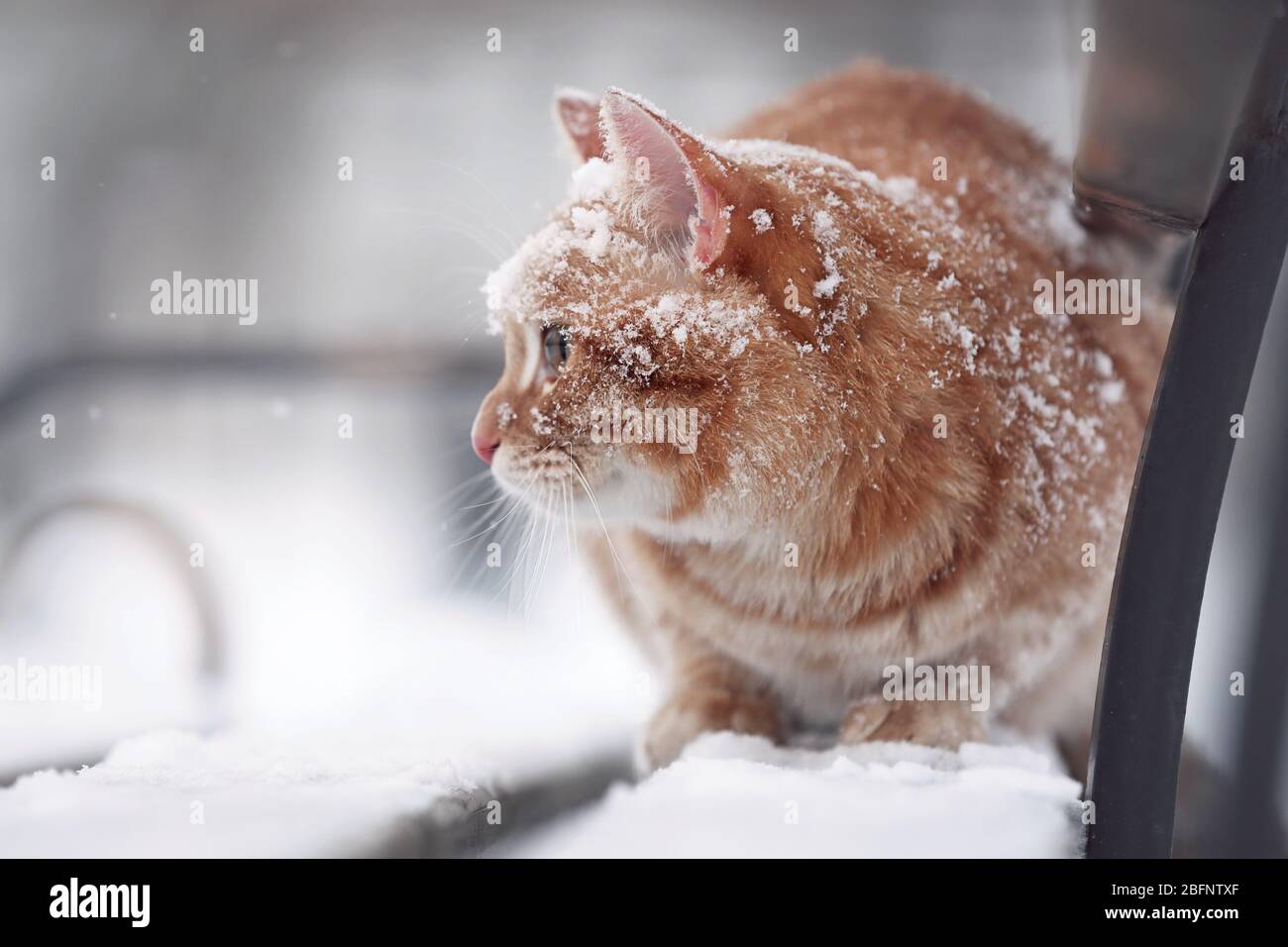 Cute cat covered with snow on bench, outdoor Stock Photo - Alamy