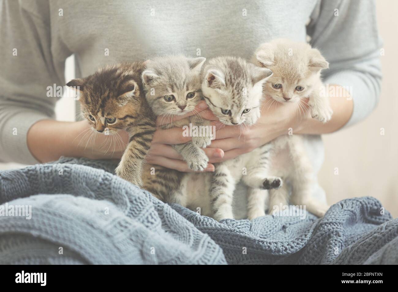 Woman holding cute kittens in hands Stock Photo - Alamy