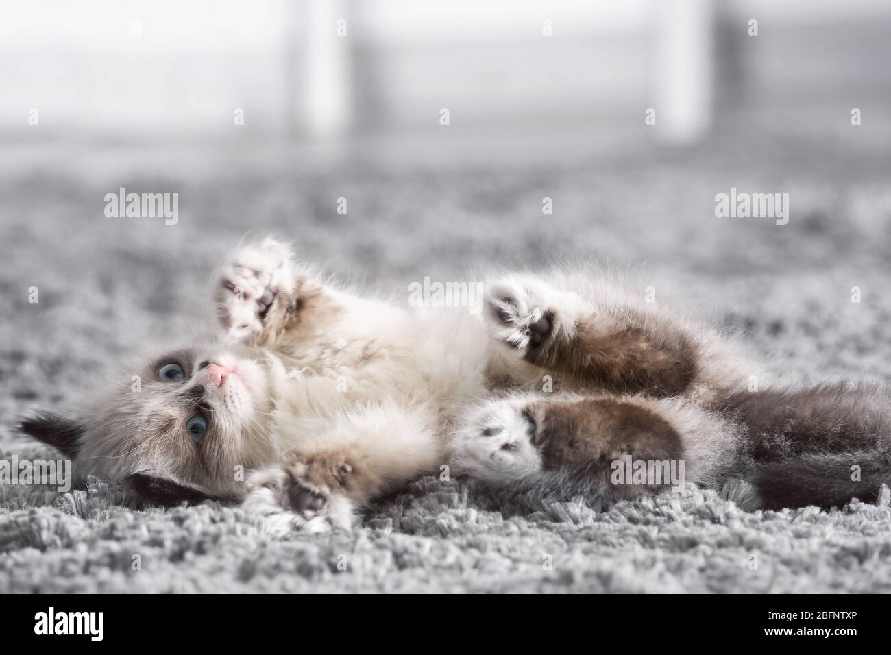 Cute kitten lying on carpet at home Stock Photo - Alamy