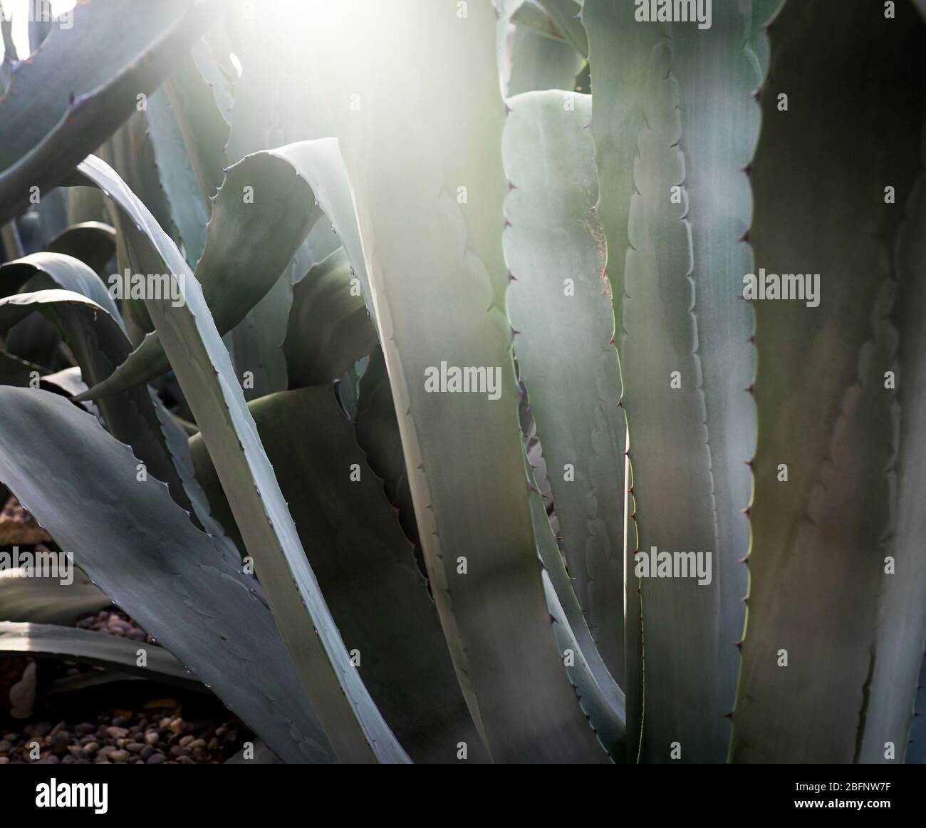 Giant aloe vera plant growing outdoor Stock Photo - Alamy