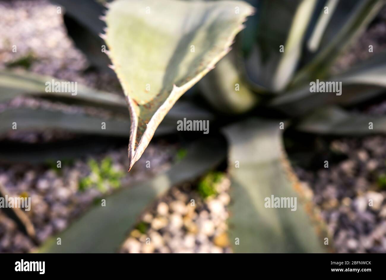 Giant aloe vera plant with a spike end Stock Photo - Alamy
