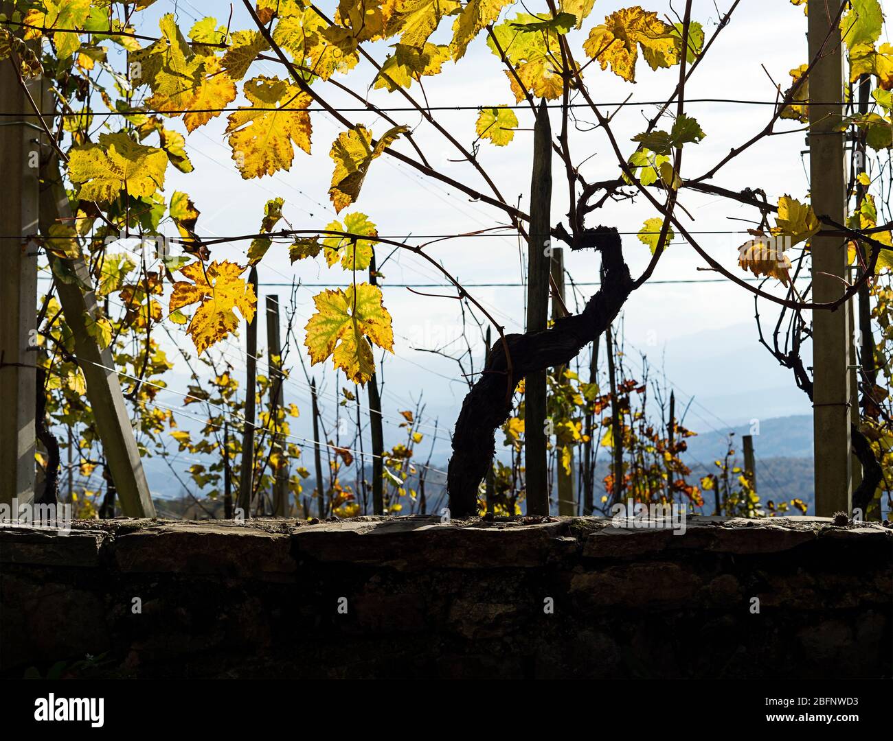 Grapevine tree is growing in autumn season Stock Photo - Alamy
