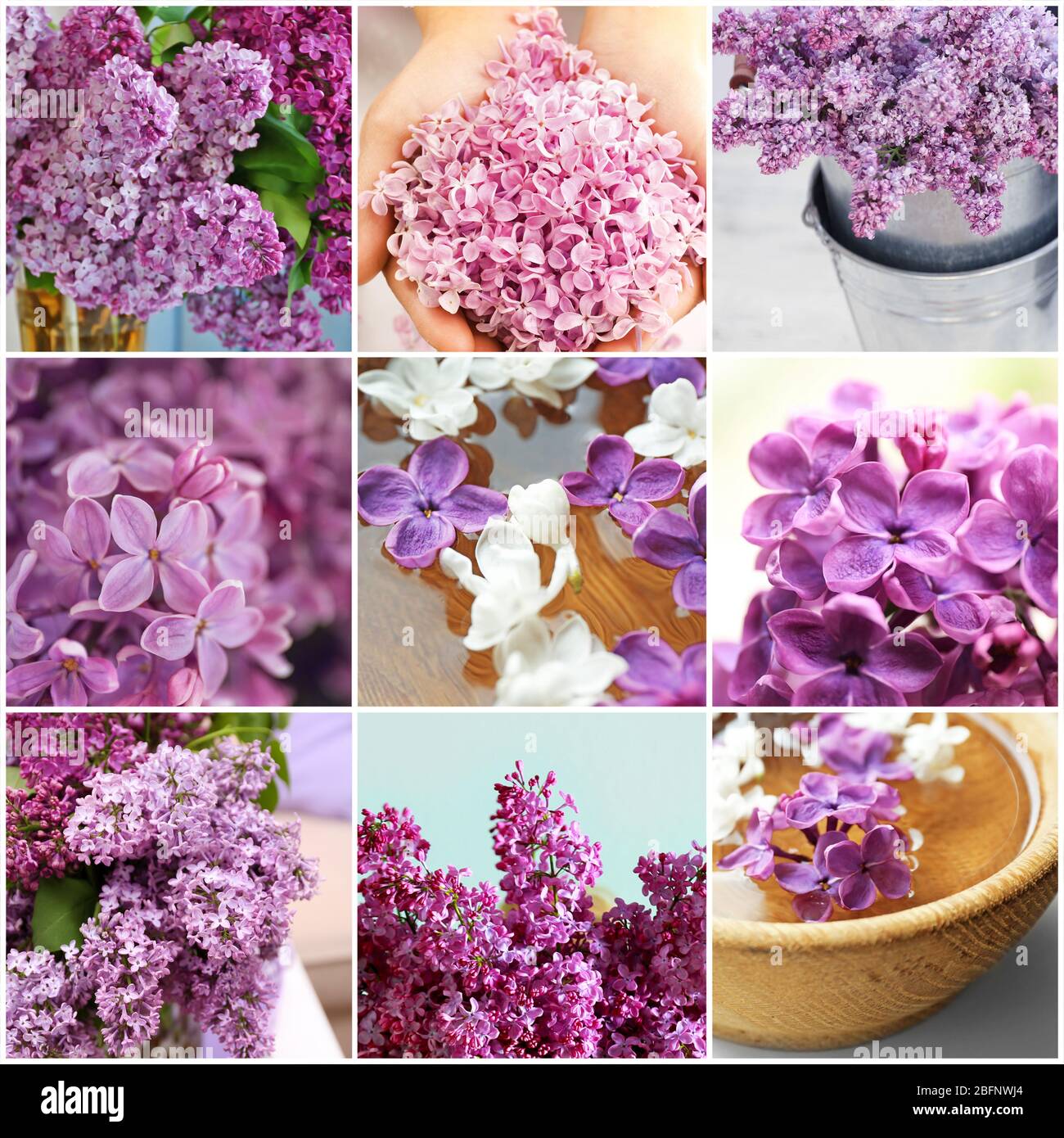 Collage of beautiful lilac flowers Stock Photo - Alamy