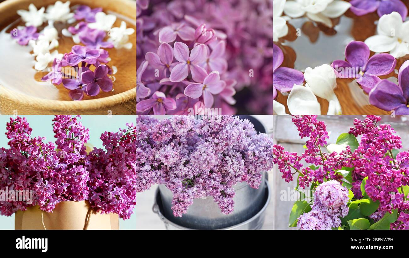 Collage of beautiful lilac flowers Stock Photo - Alamy