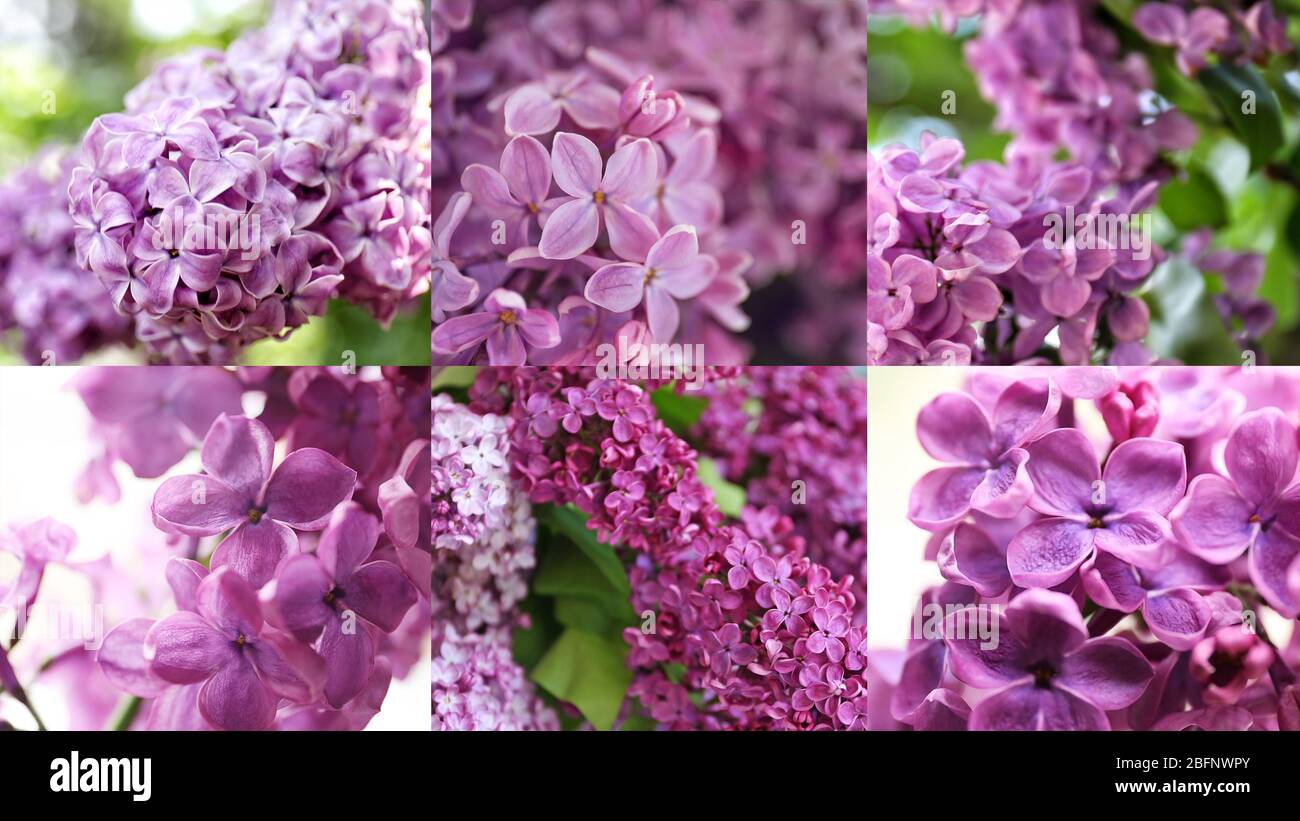 Collage of beautiful lilac flowers Stock Photo - Alamy