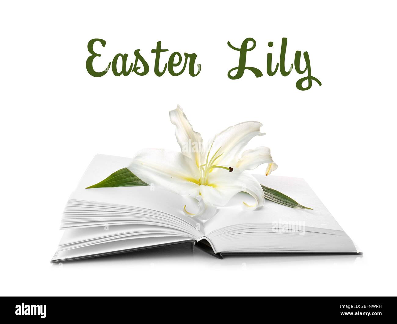 Easter lily and Holy Bible on white background Stock Photo - Alamy