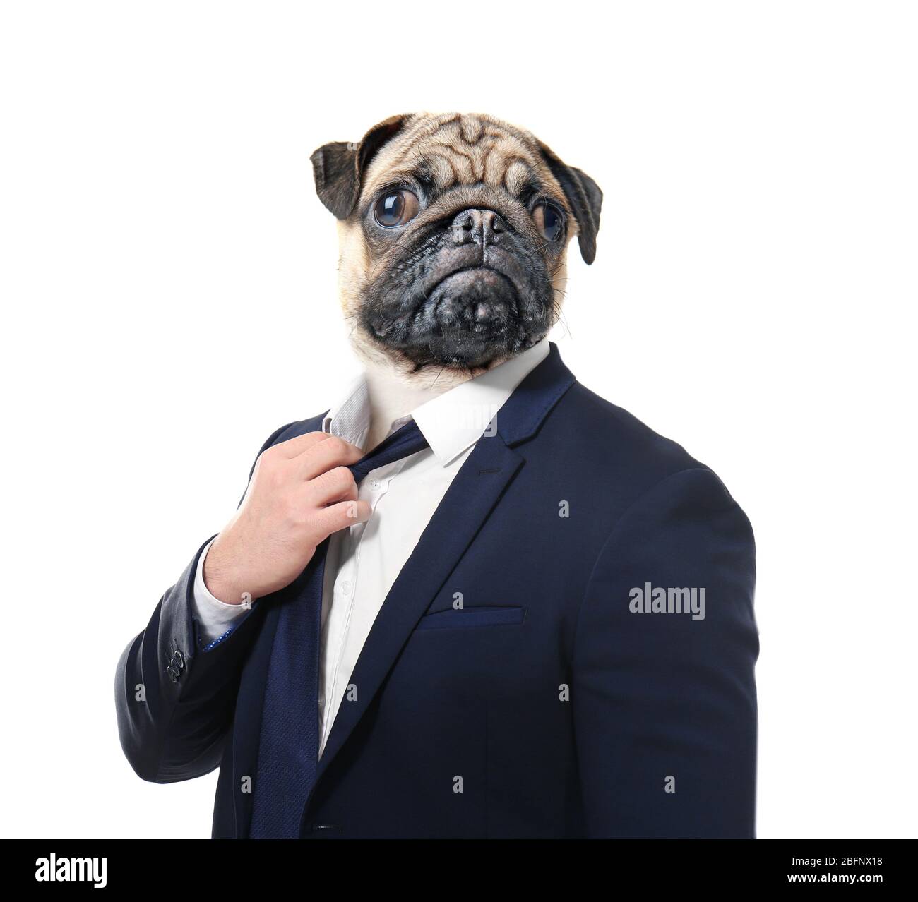 Businessman with head of dog on white background Stock Photo - Alamy