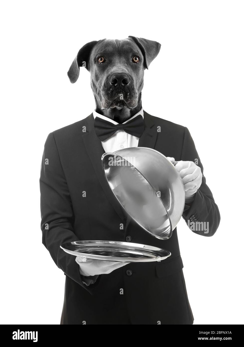 Waiter with head of dog on white background Stock Photo - Alamy