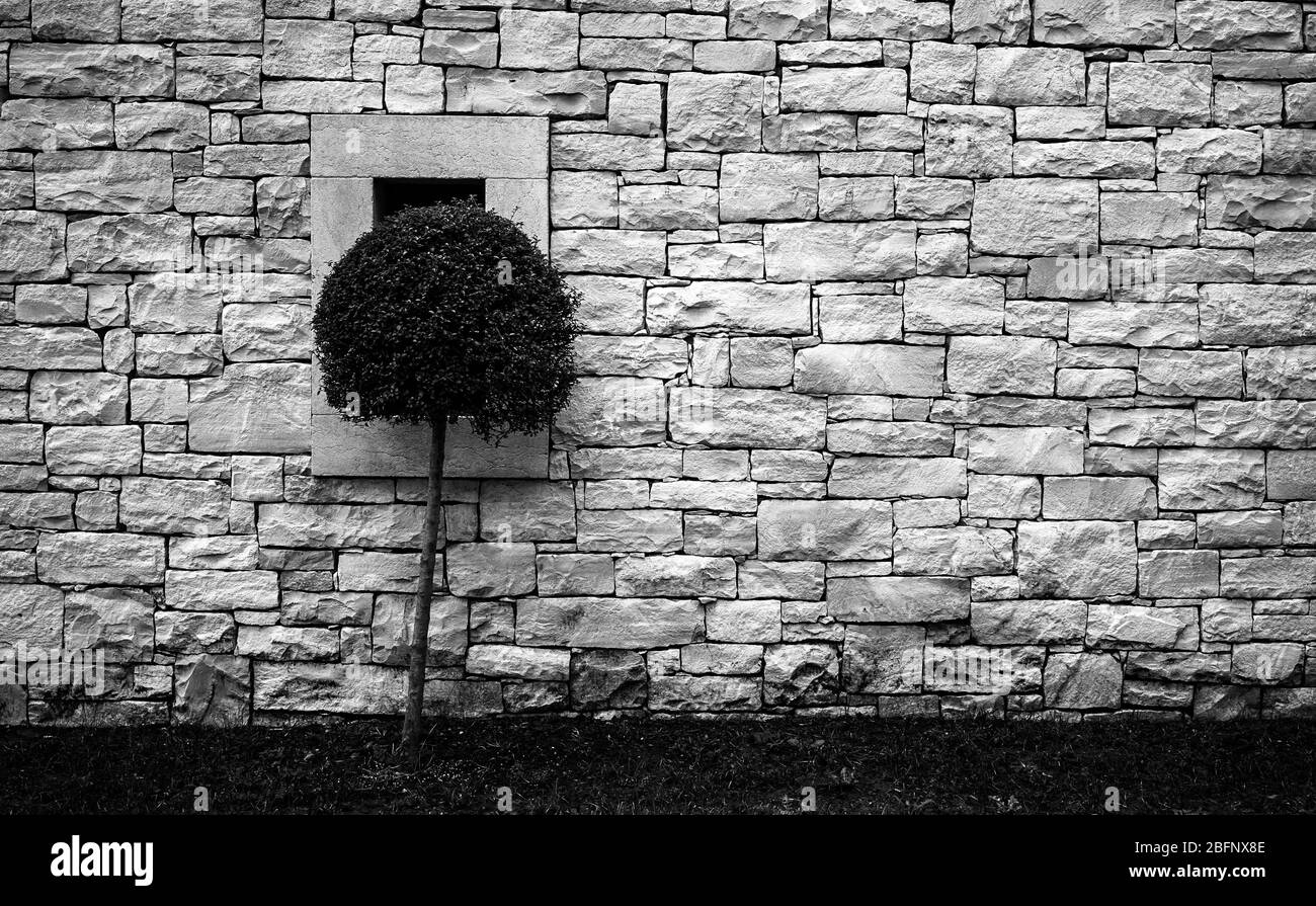 Tree growing fence urban hi-res stock photography and images - Alamy