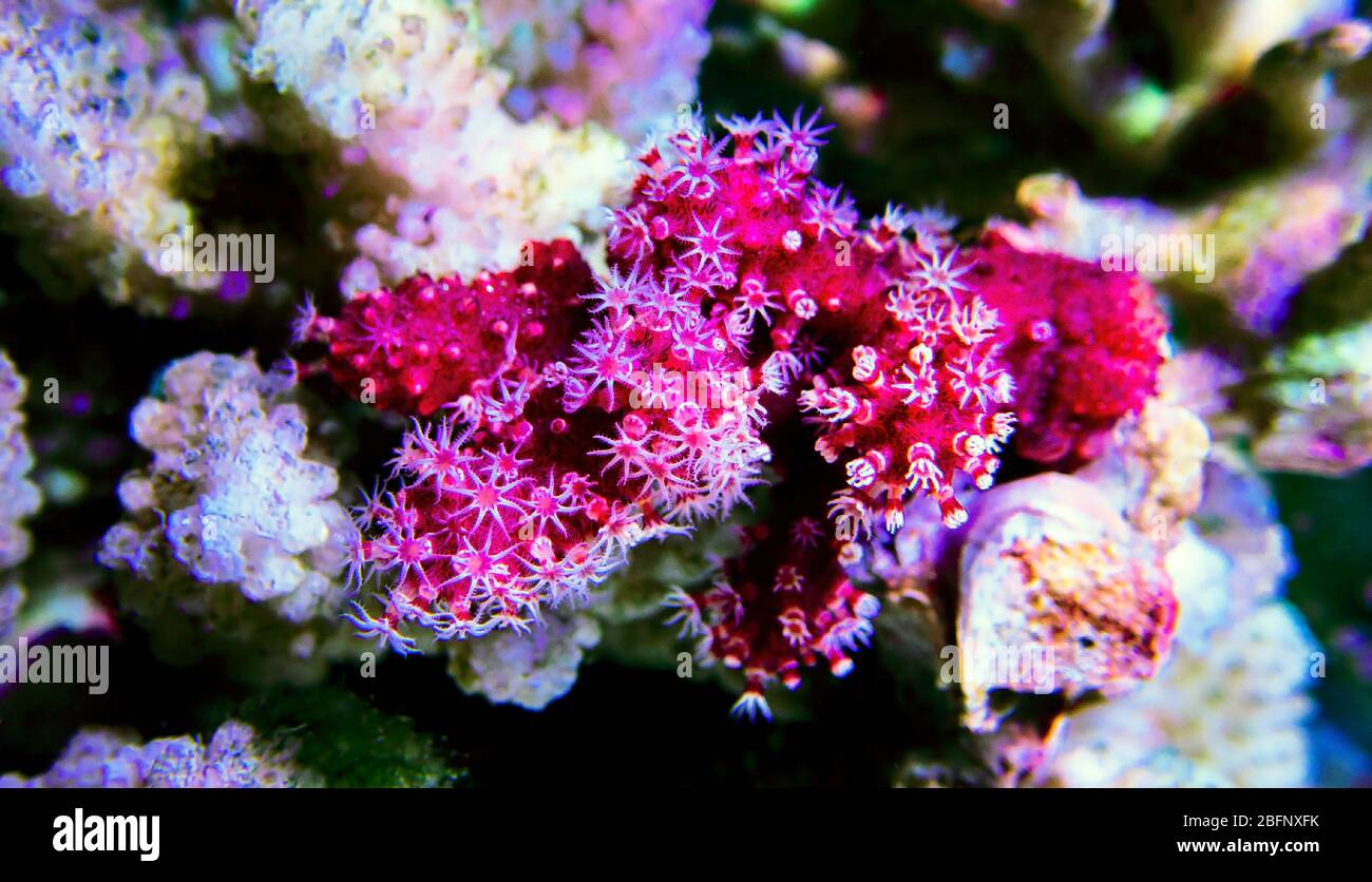 Alcyonium palmatum hi-res stock photography and images - Alamy