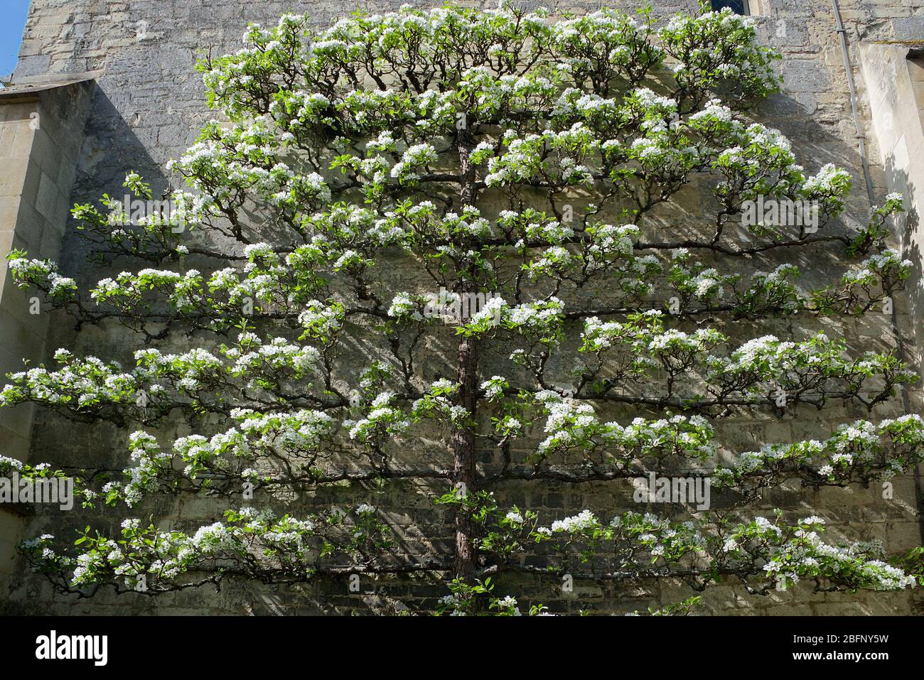 Beautiful espaliered pear tree Cambridgeshire England Stock Photo - Alamy