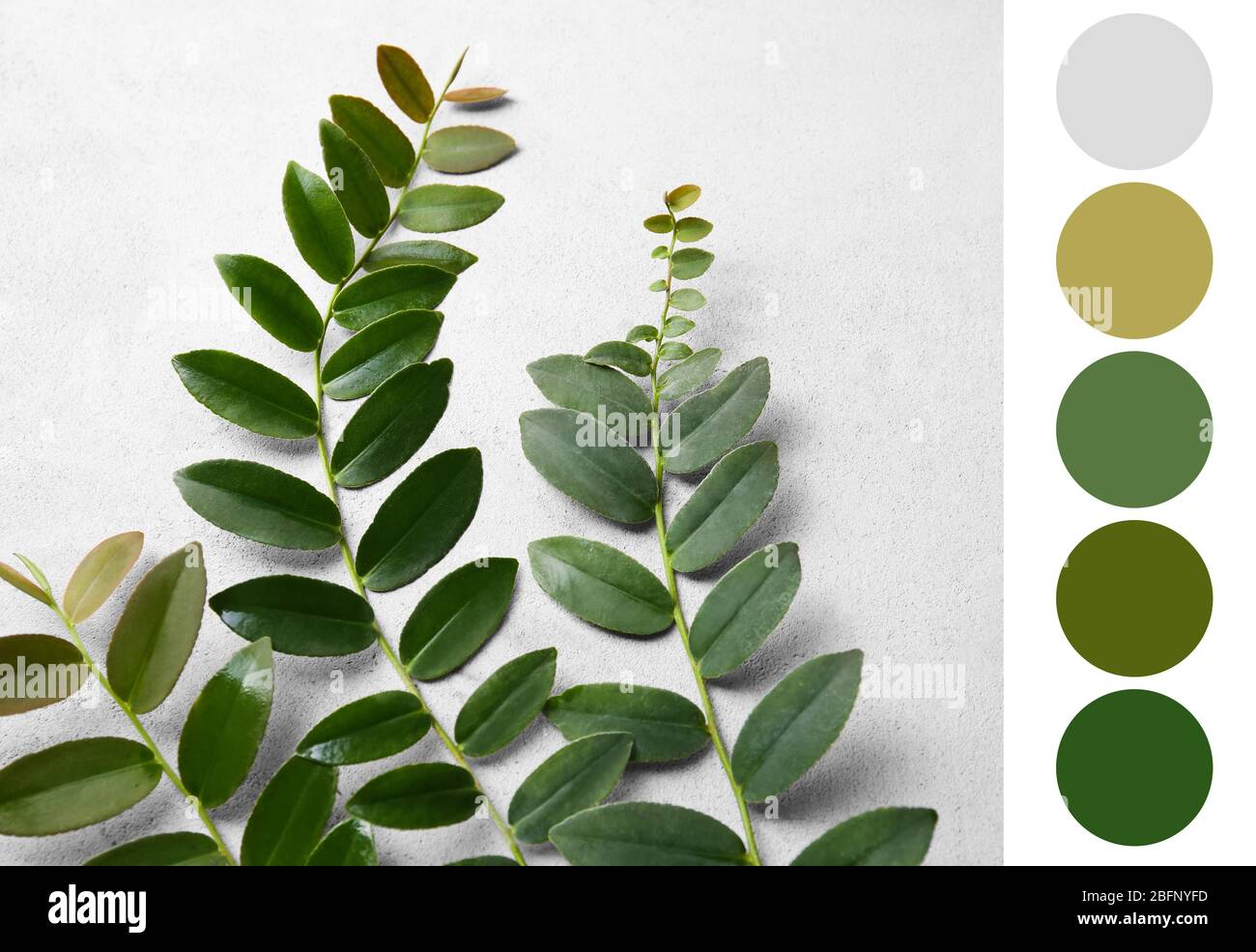Palette with green color and branches on grey background Stock Photo ...