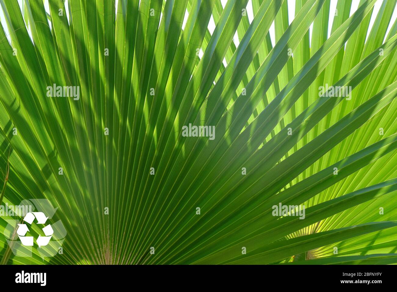 Closeup view of green leaves with recycling symbol. Save nature and ...
