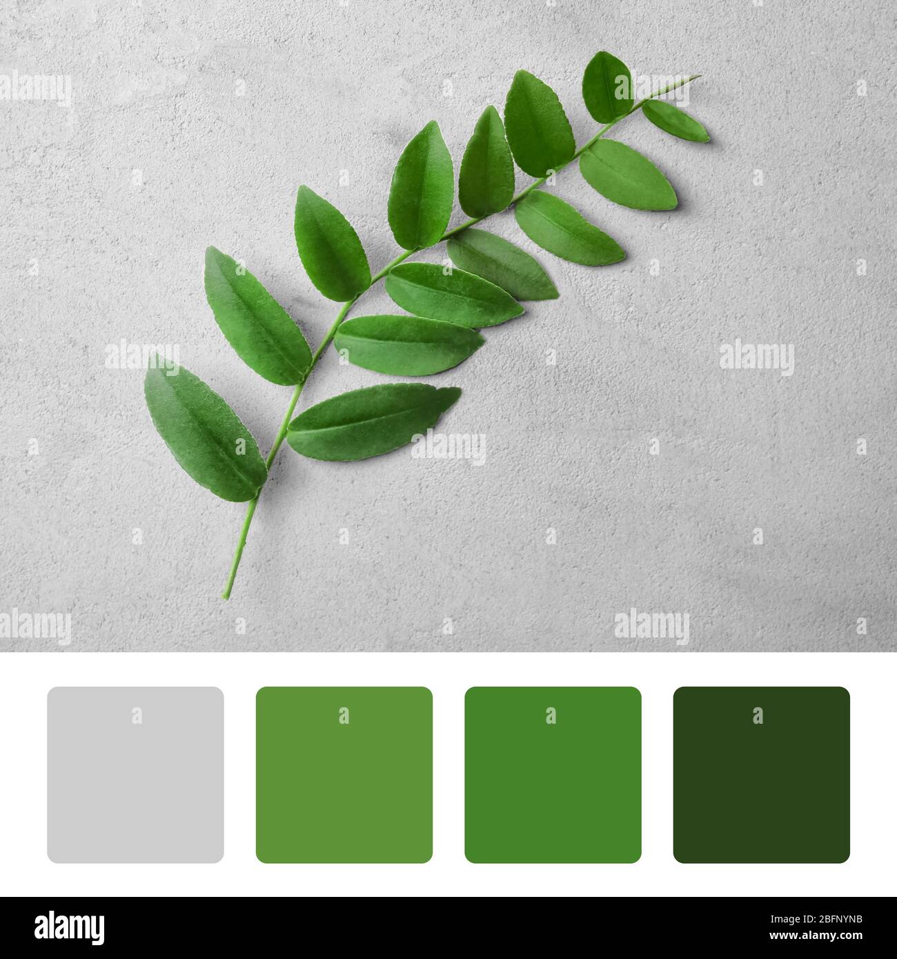 Palette with green color and branch on grey background Stock Photo - Alamy