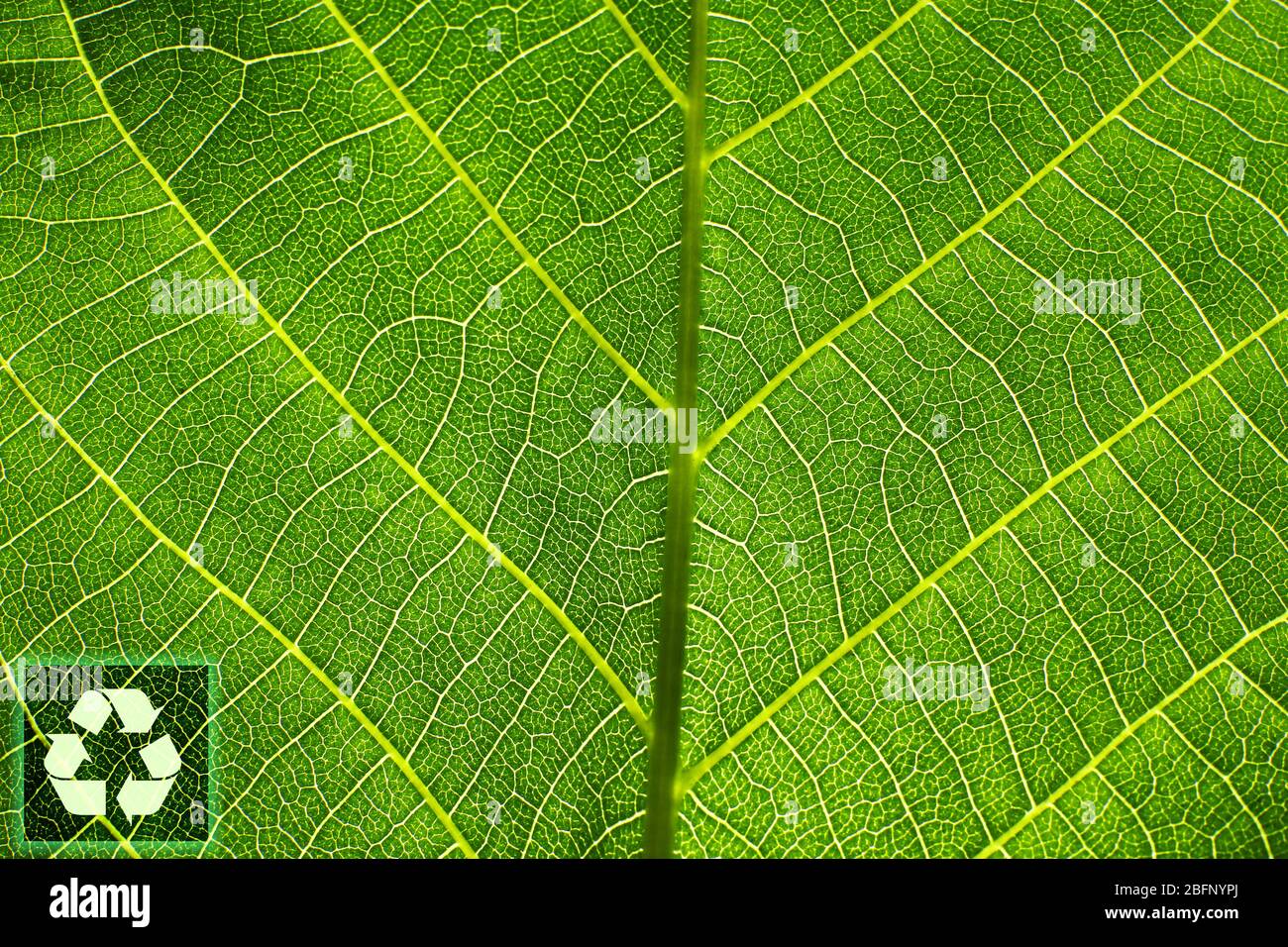 Closeup view of green leaf with recycling symbol. Save nature and ...