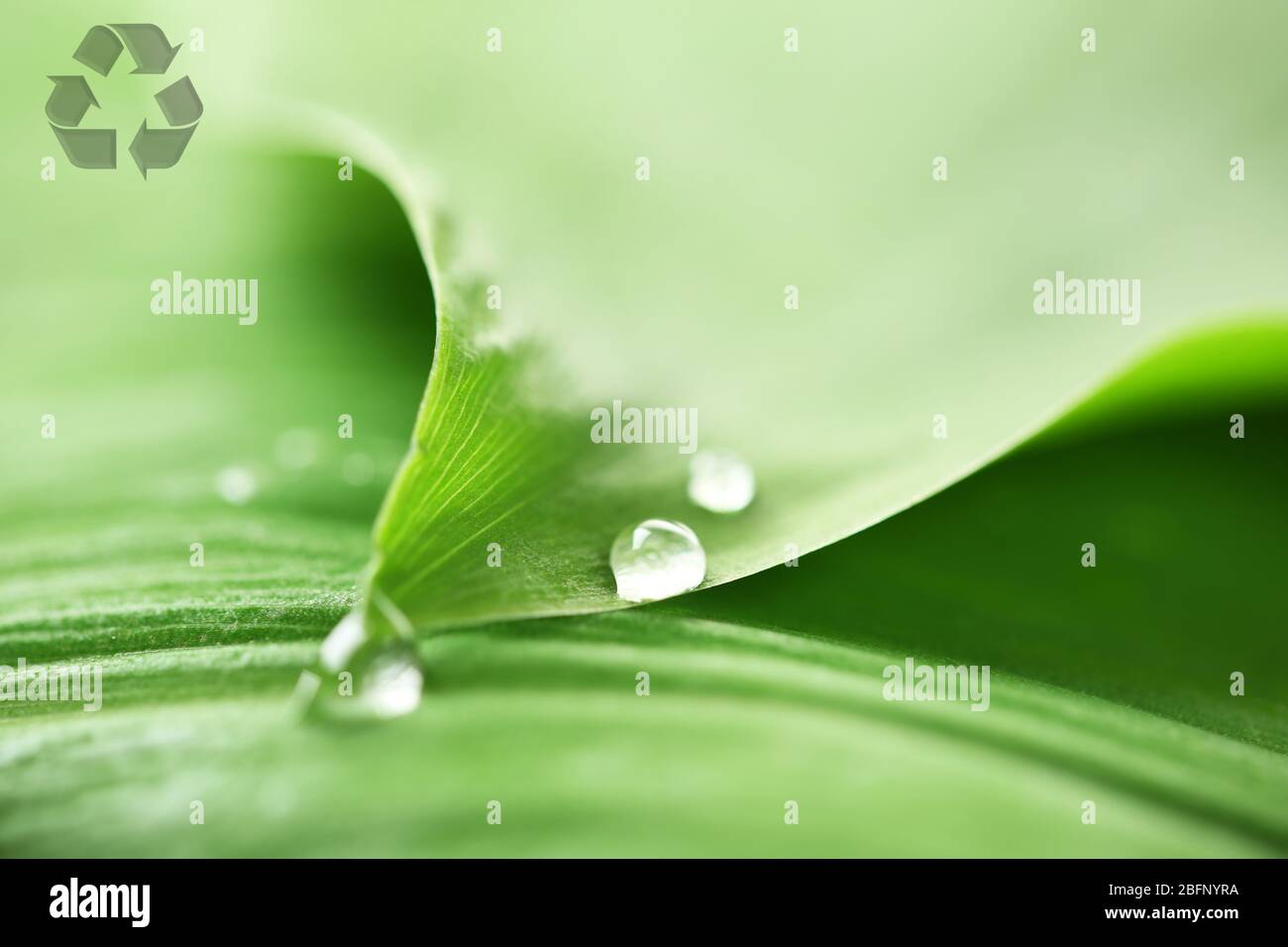 Closeup view of green leaf with water drops and recycling symbol. Save ...