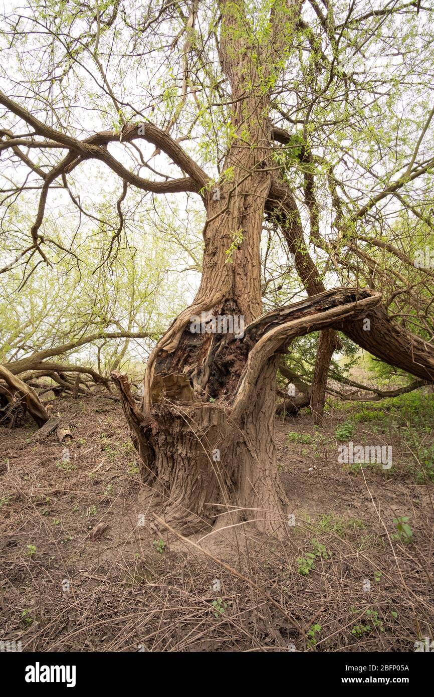 Twisted and damaged Willow trees Stock Photo - Alamy