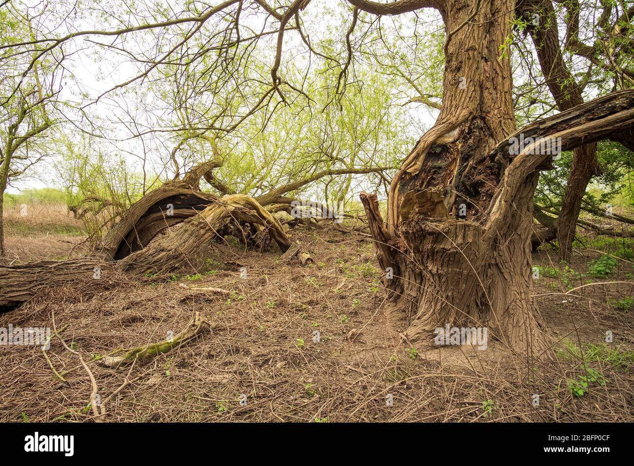 Twisted and damaged Willow trees Stock Photo - Alamy