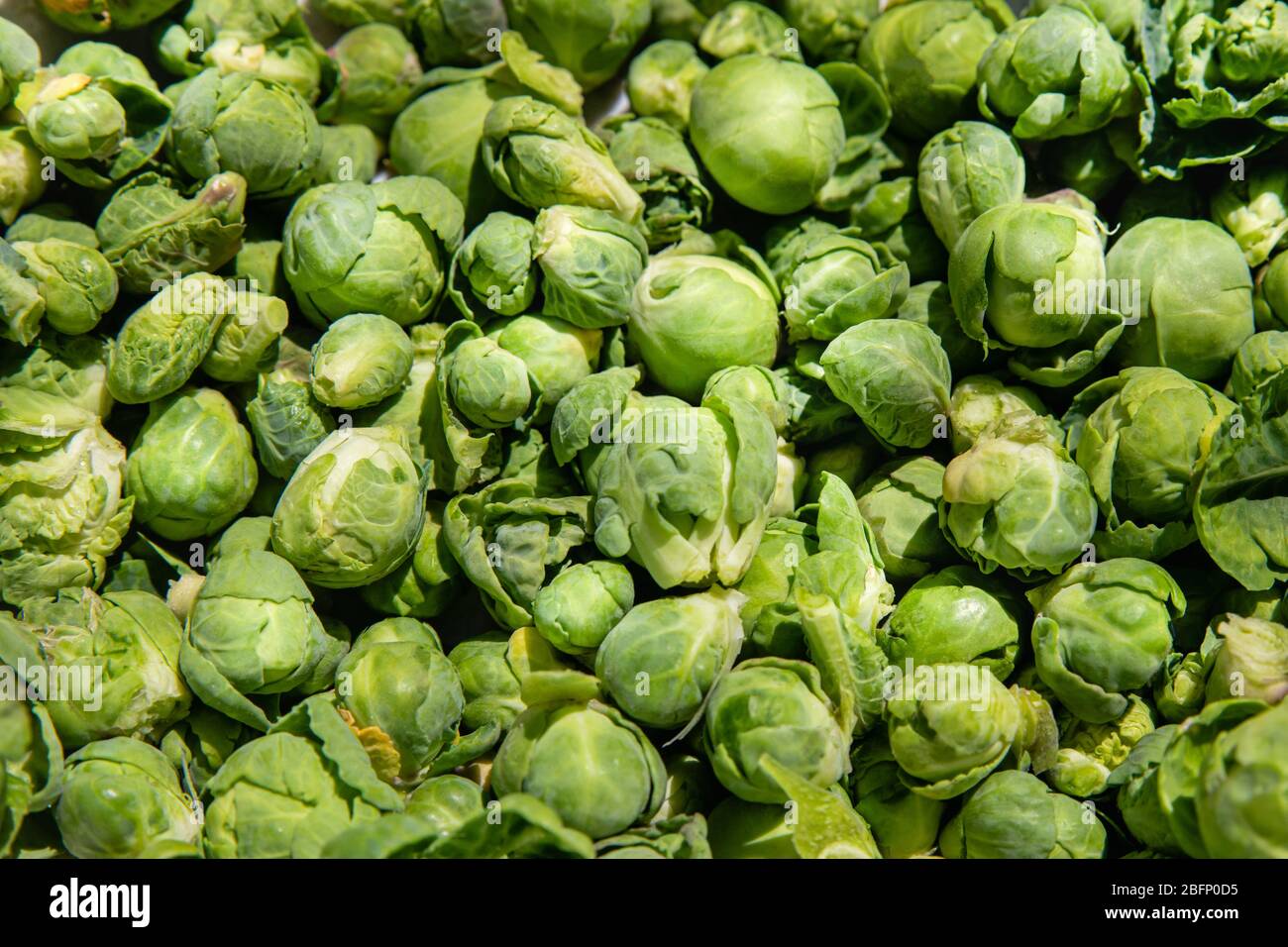Imperfect green raw brussel sprout background texture Stock Photo - Alamy