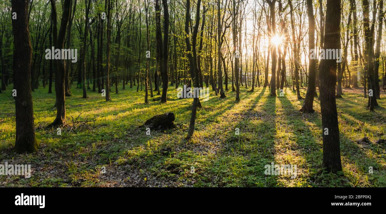 Sunset Forest Background