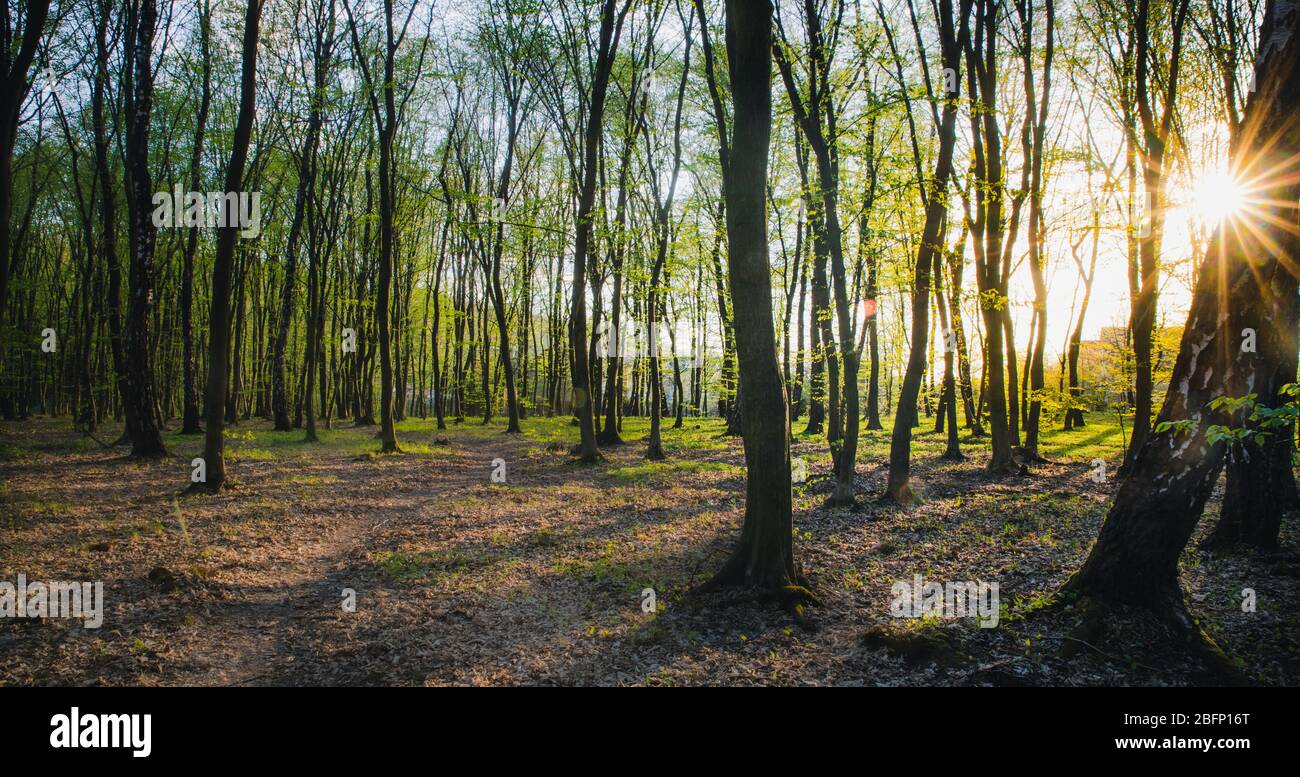 Sunset in summer forest, beautiful sun light in green summer wood, path ...