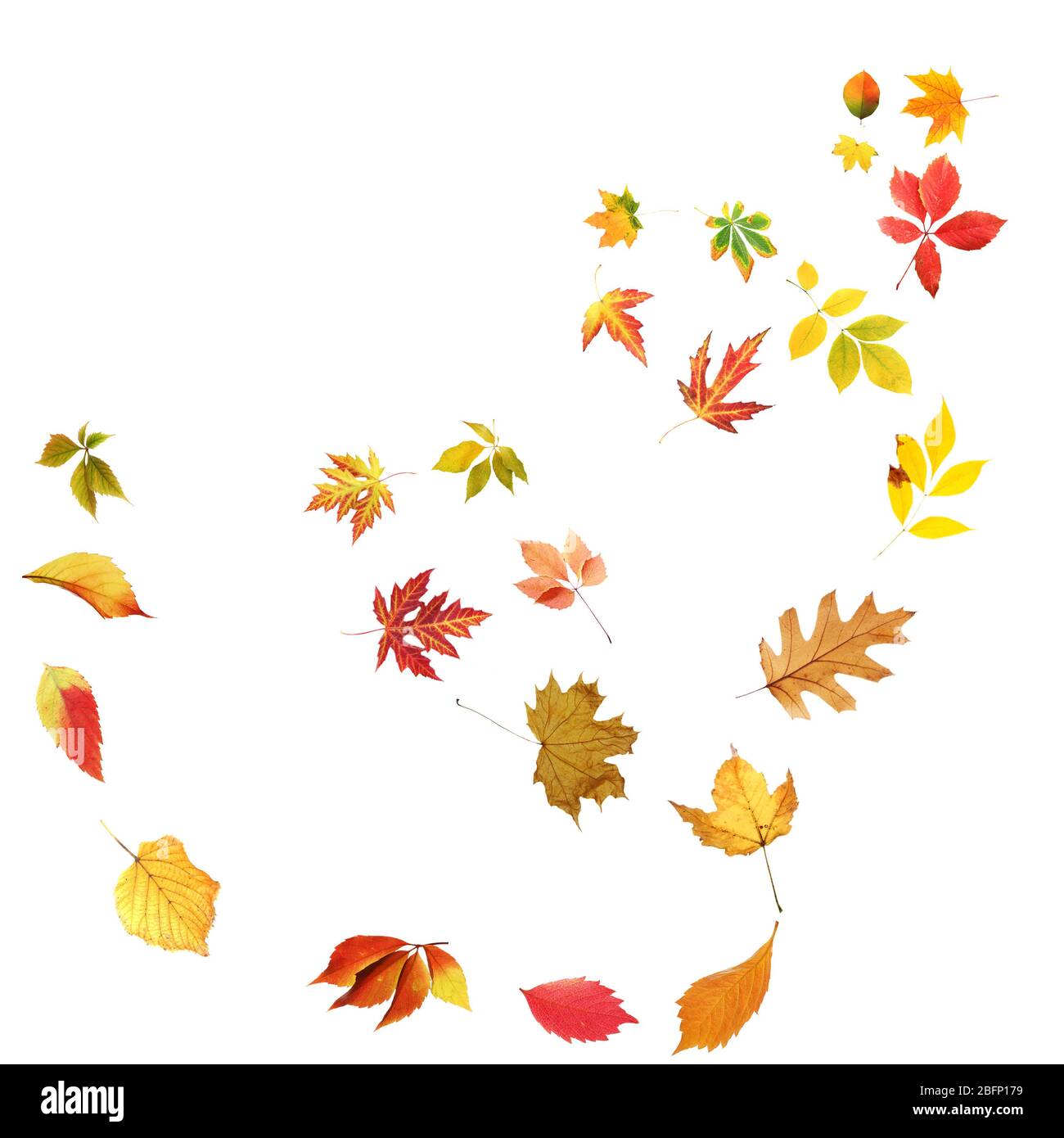Swirl of beautiful autumn leaves on white background Stock Photo - Alamy