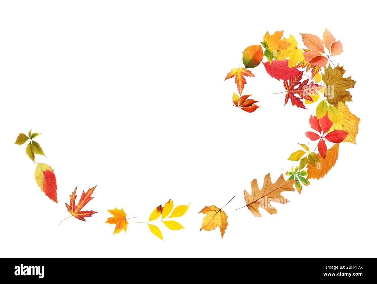 Swirl of beautiful autumn leaves on white background Stock Photo - Alamy
