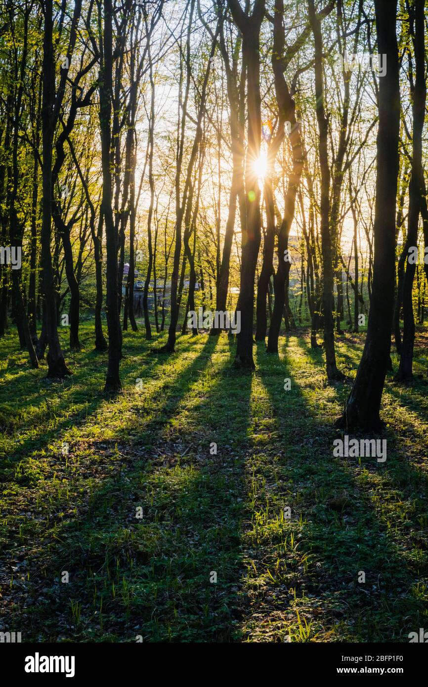 Sunset in summer forest, beautiful sun light in green summer wood, path ...