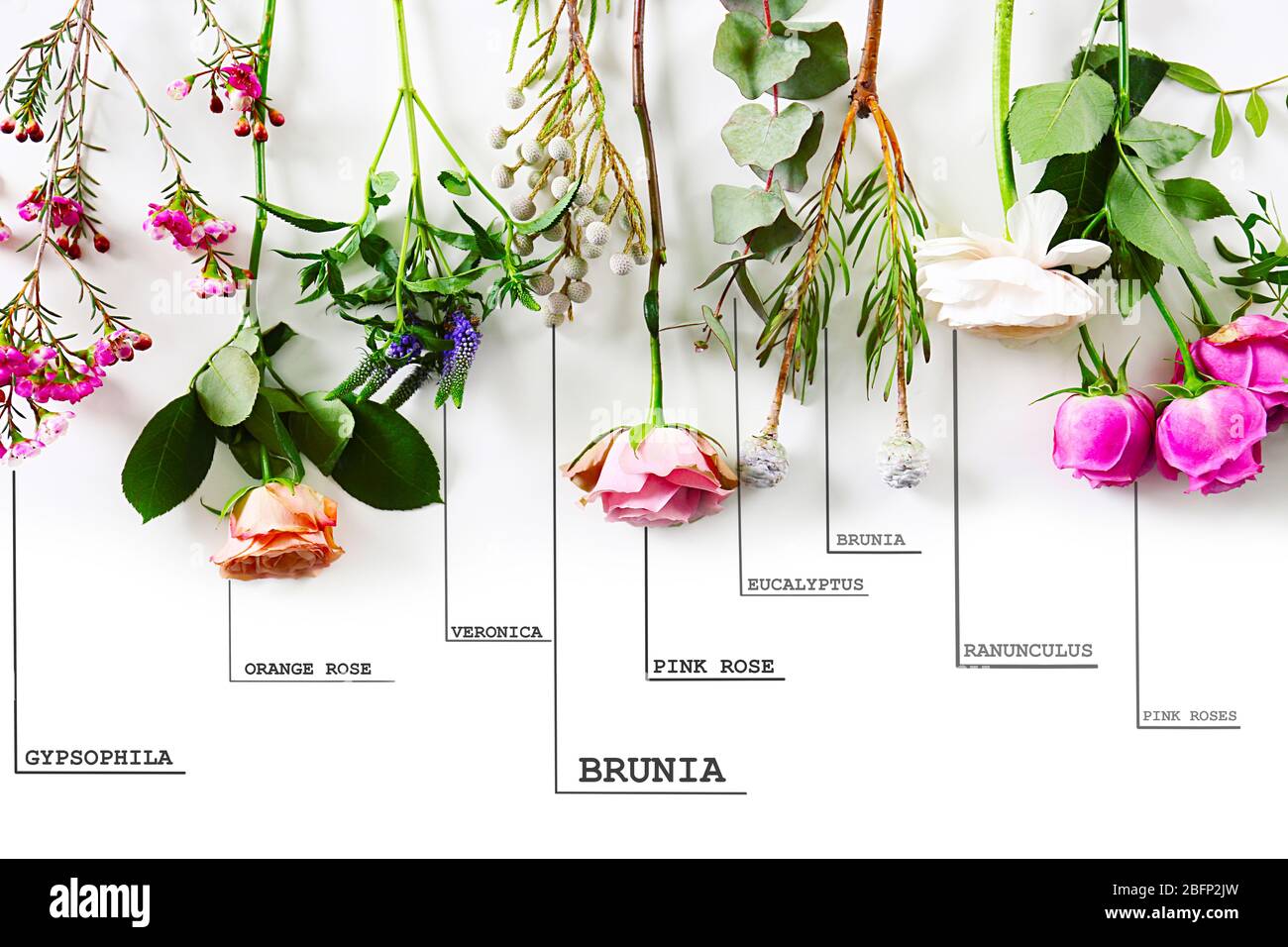 Beautiful various flowers with names on white background Stock Photo ...