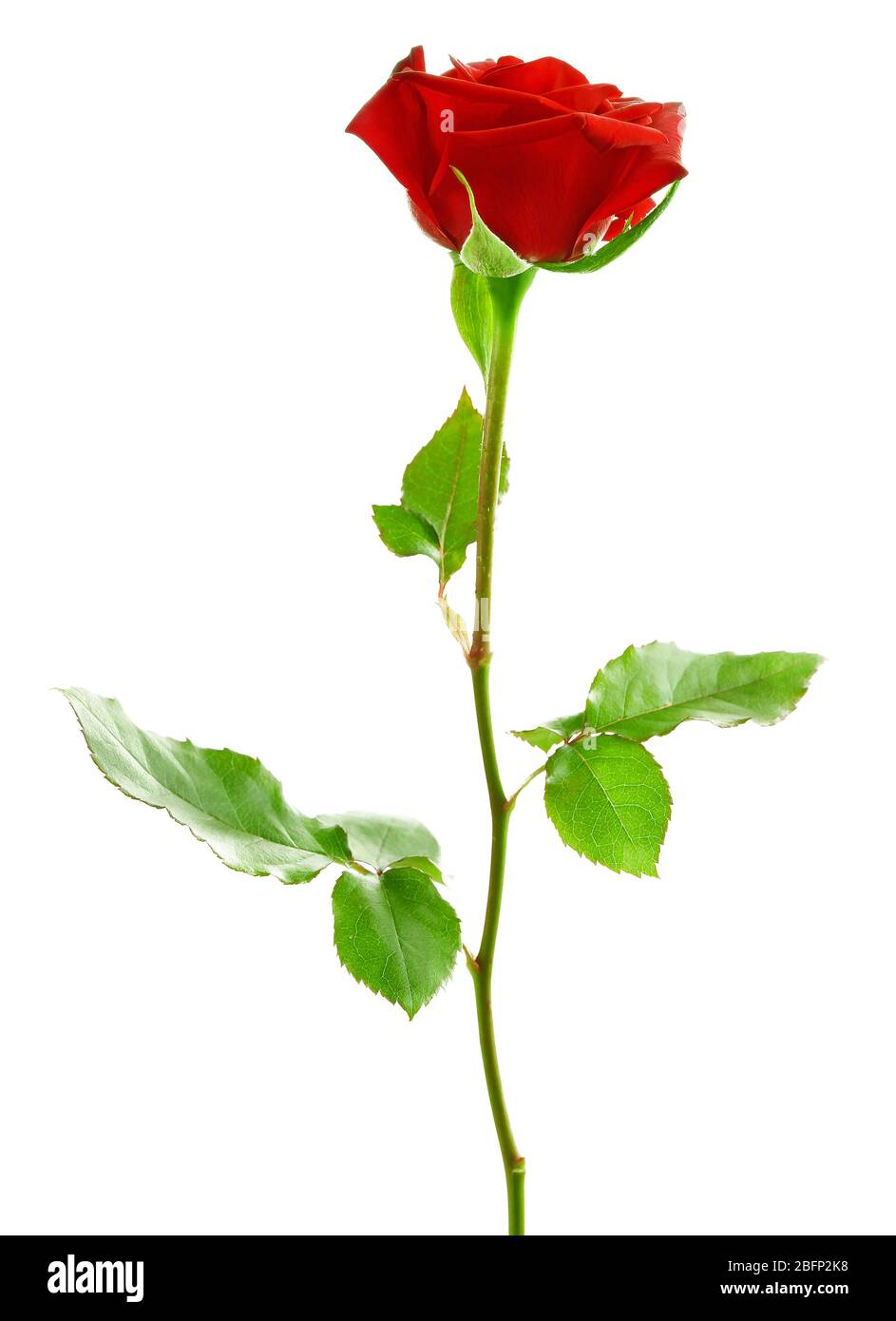 Red rose, isolated on white Stock Photo - Alamy