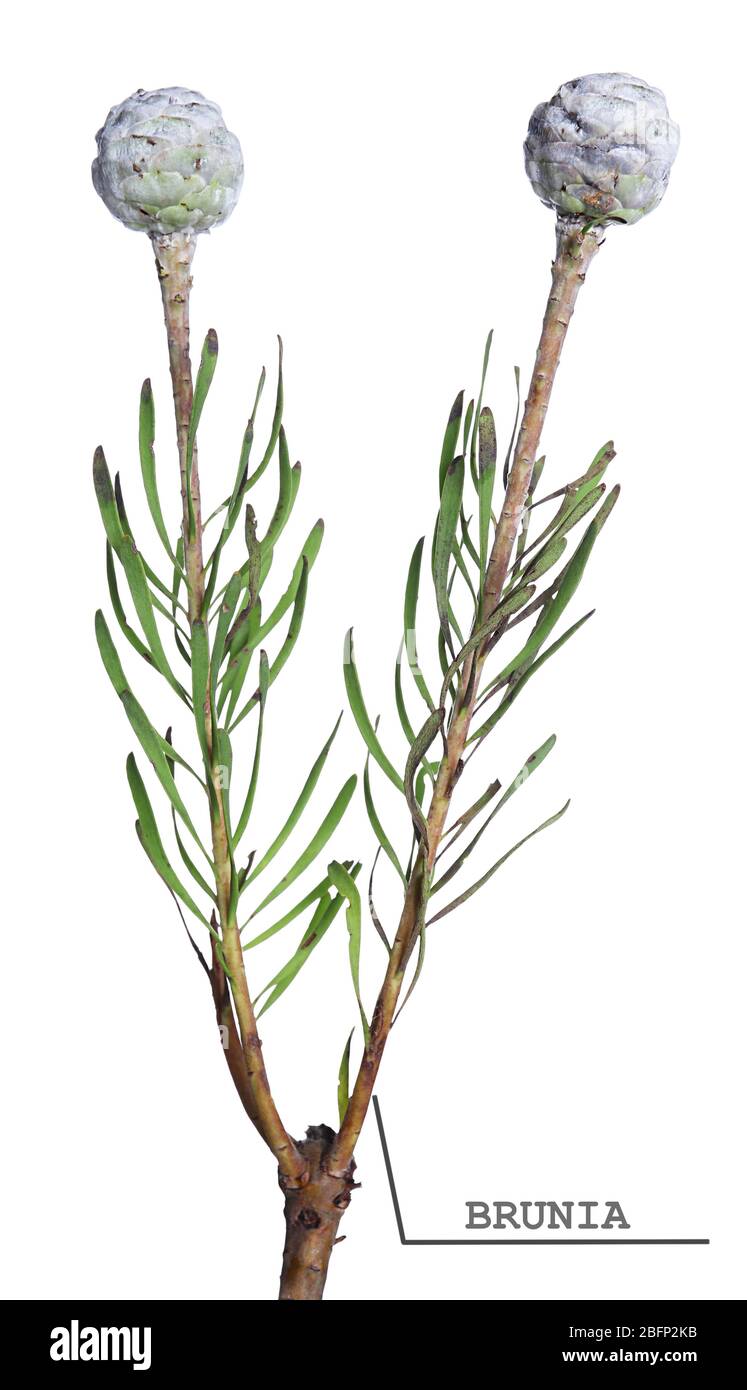 Brunia hi-res stock photography and images - Alamy