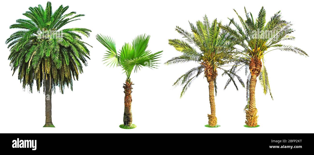 Palm trees, isolated on white Stock Photo - Alamy