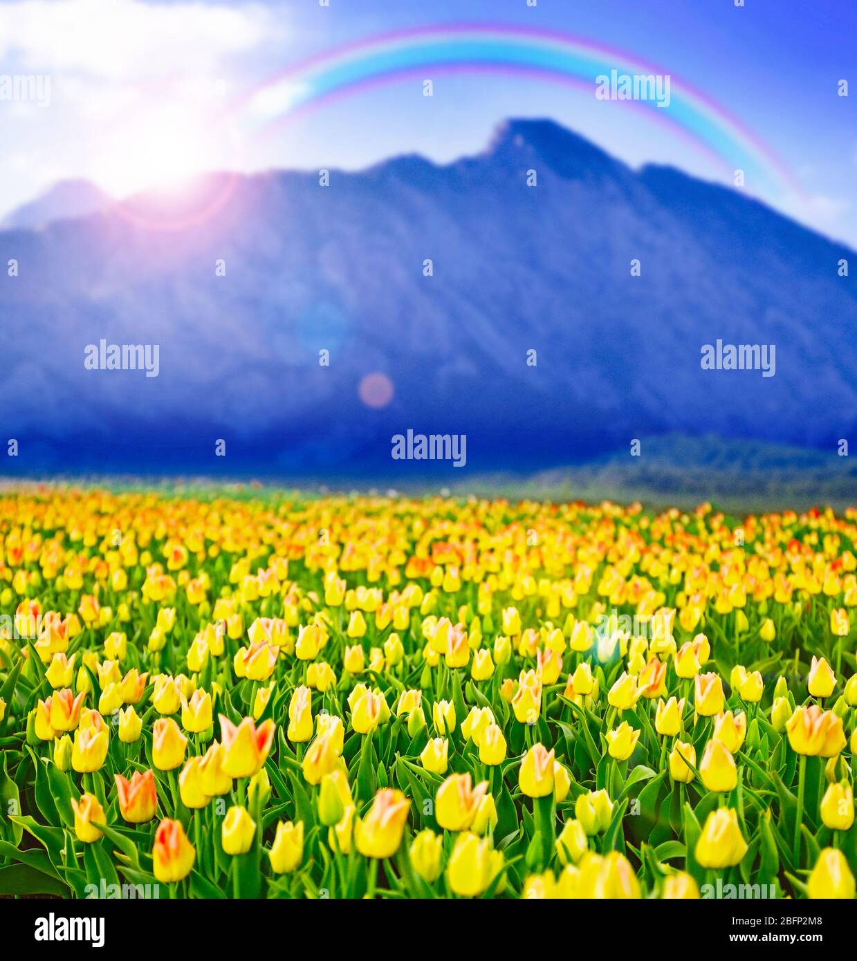 Rainbow Rain Flowers