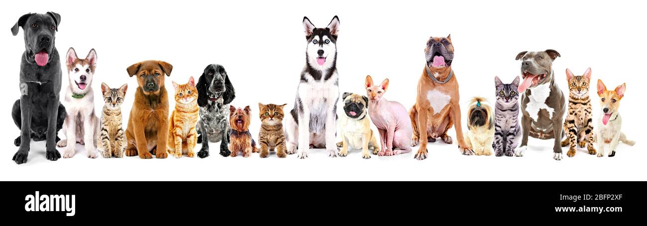 Group of dogs and cats hi-res stock photography and images - Alamy