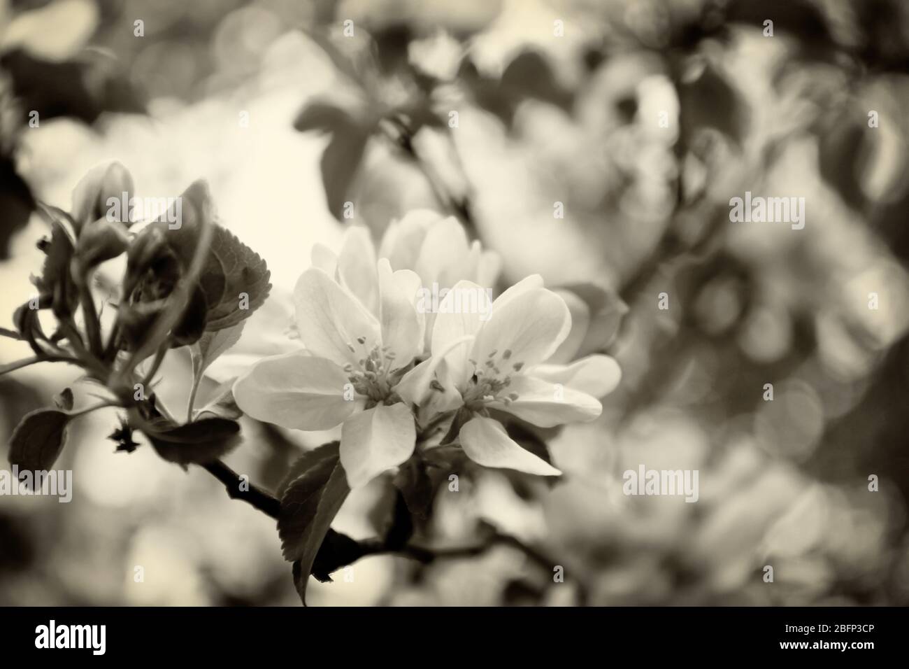 Spring flowers on tree with blurred background, vintage tone Stock ...