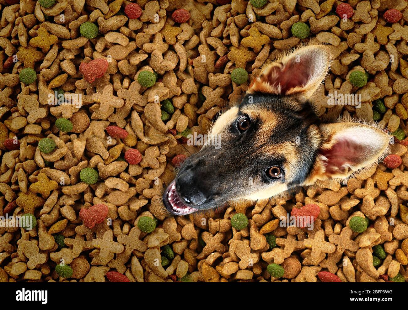 Funny dog with food, top view Stock Photo - Alamy