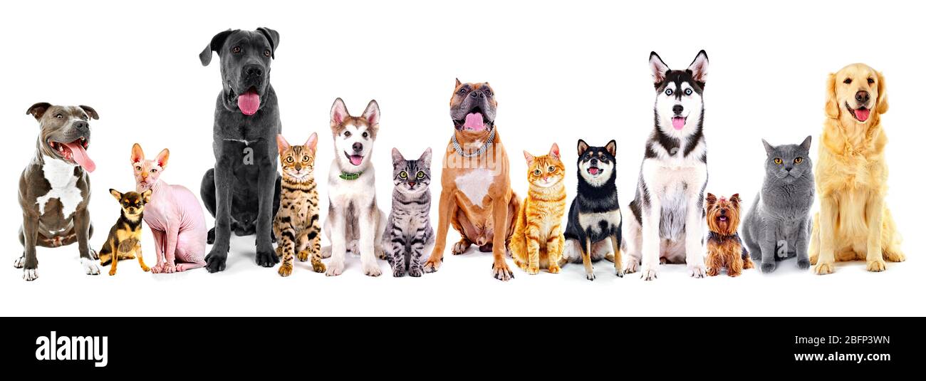 Group of dogs and cats hi-res stock photography and images - Alamy