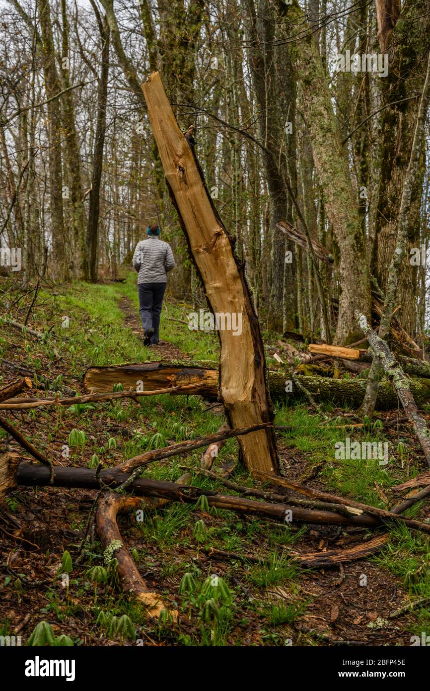 Splintered tree hi-res stock photography and images - Alamy