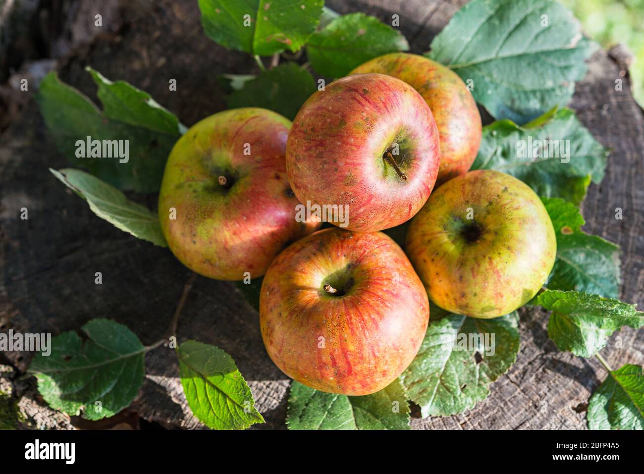 Variety elstar hi-res stock photography and images - Alamy