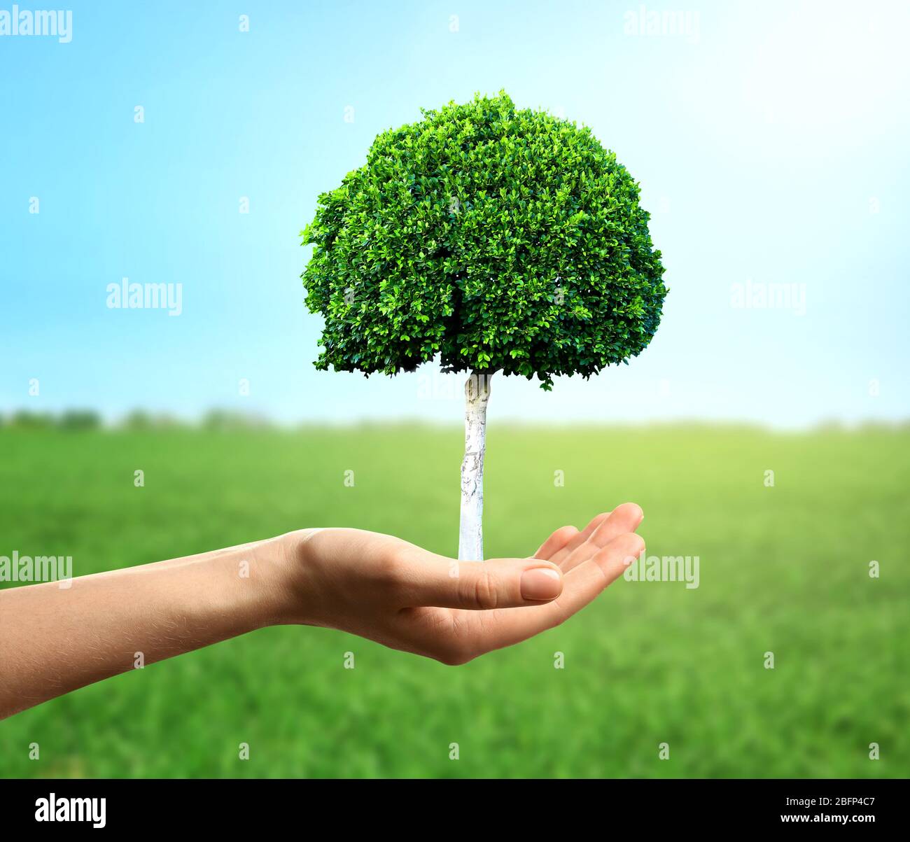 Female hand holding green tree on natural background Stock Photo - Alamy