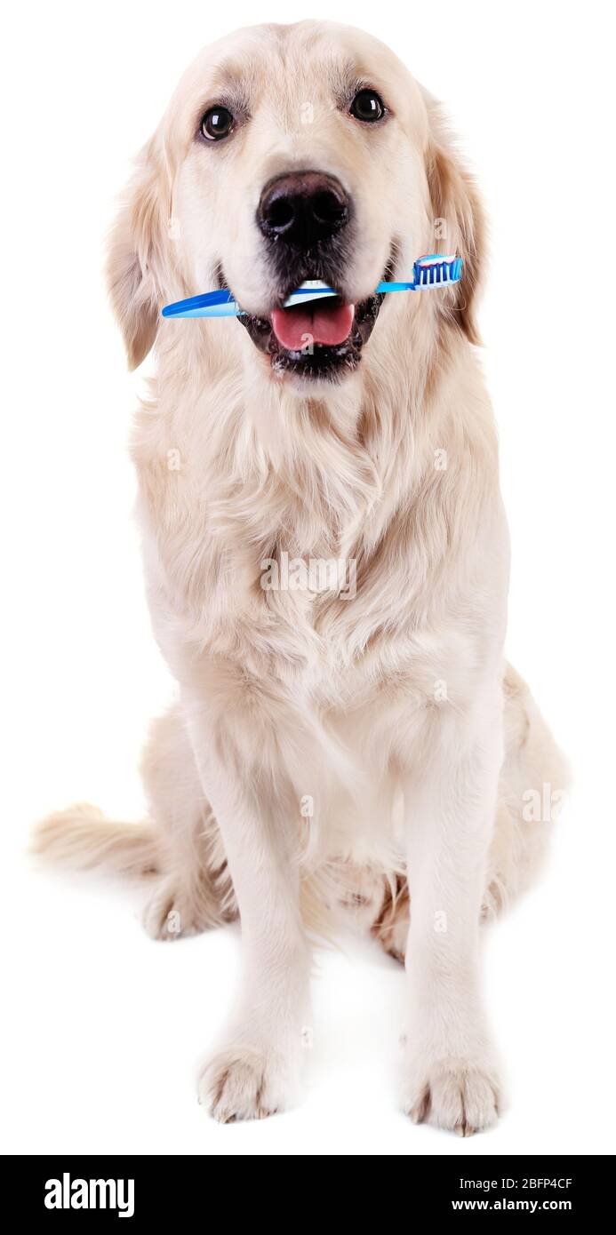 Adorable Labrador sitting with tooth brush, isolated on white Stock ...