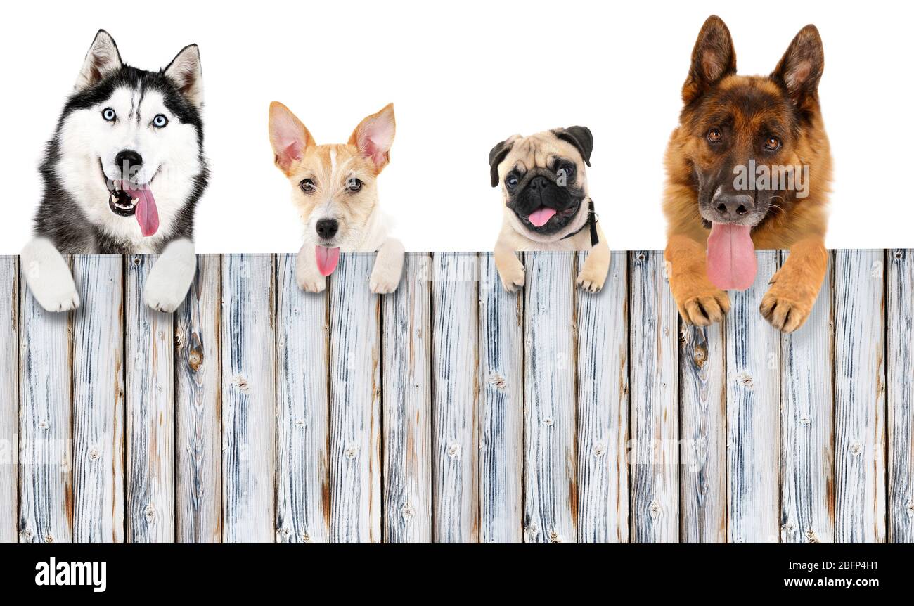 Group of dogs in front of white background with wooden space for your ...