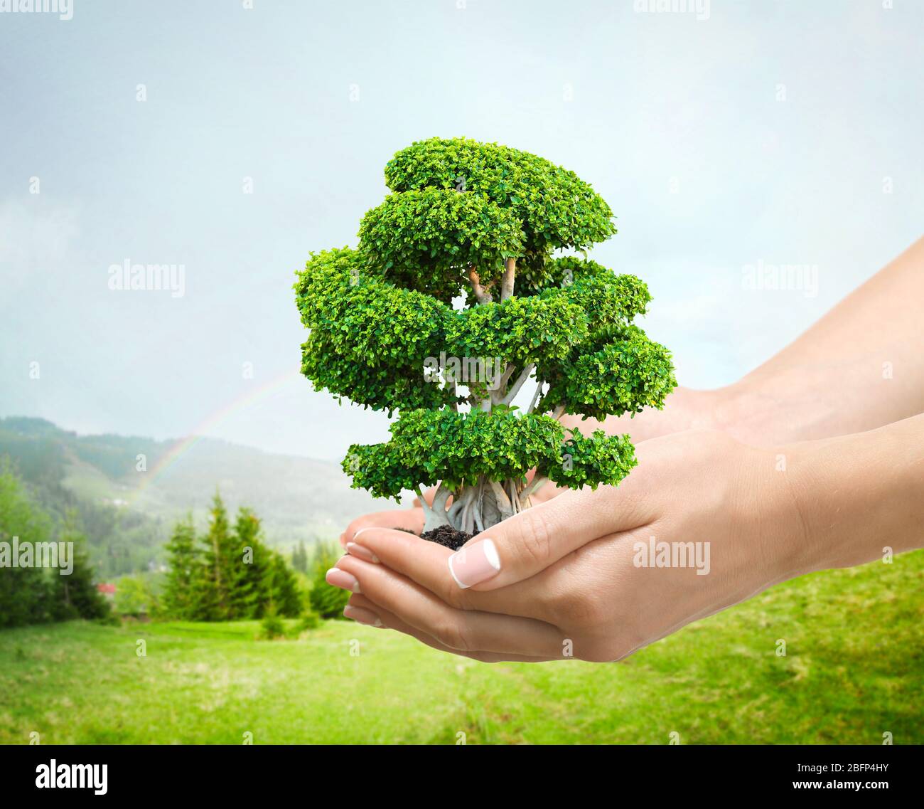 Female hands holding green tree on spring forest background Stock Photo ...