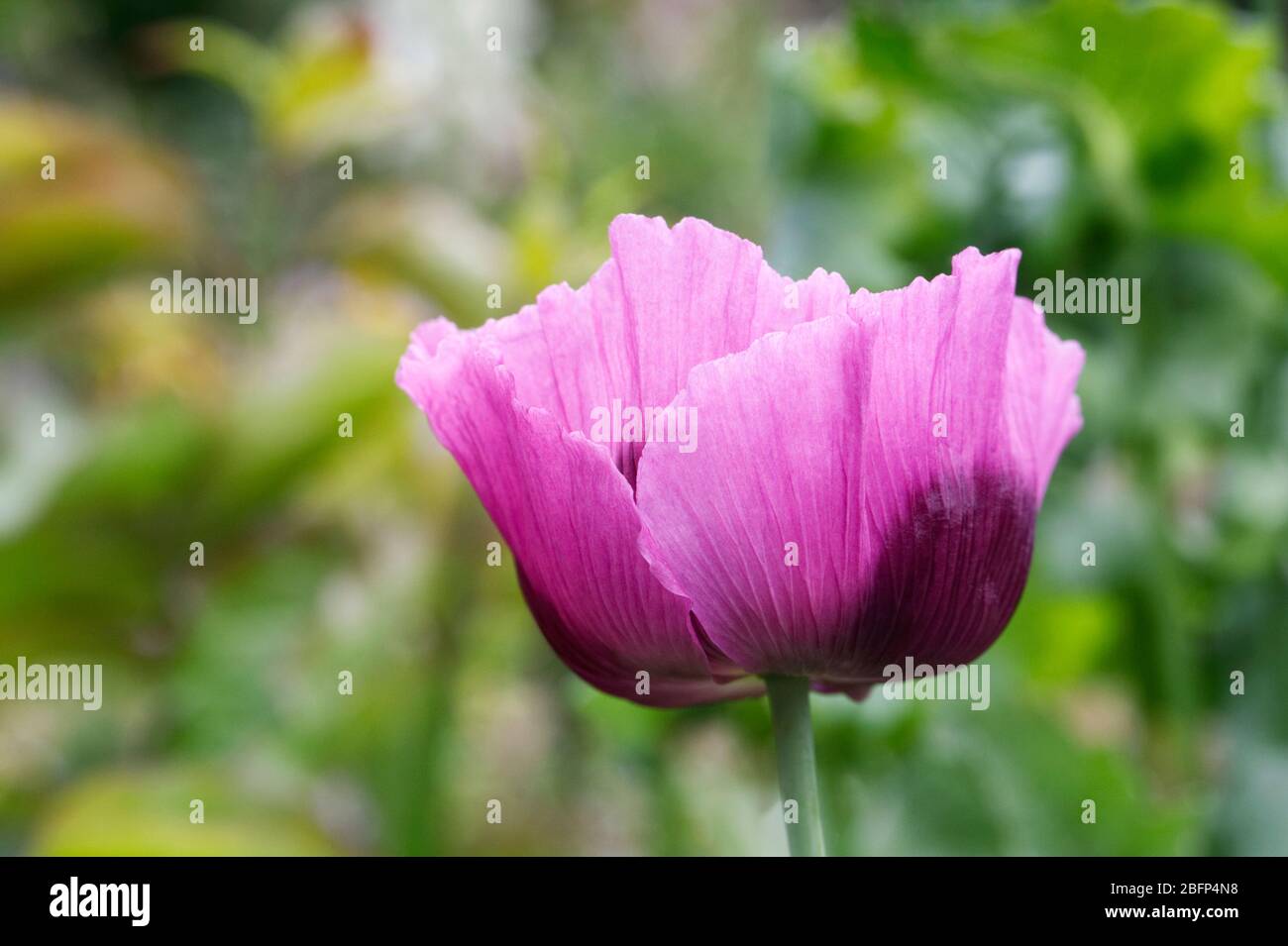 Papaver somniferum. Purple poppy in an English garden Stock Photo - Alamy