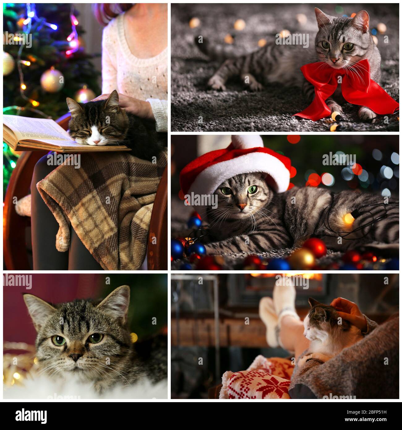 Set funny white cats Cut Out Stock Images & Pictures - Alamy