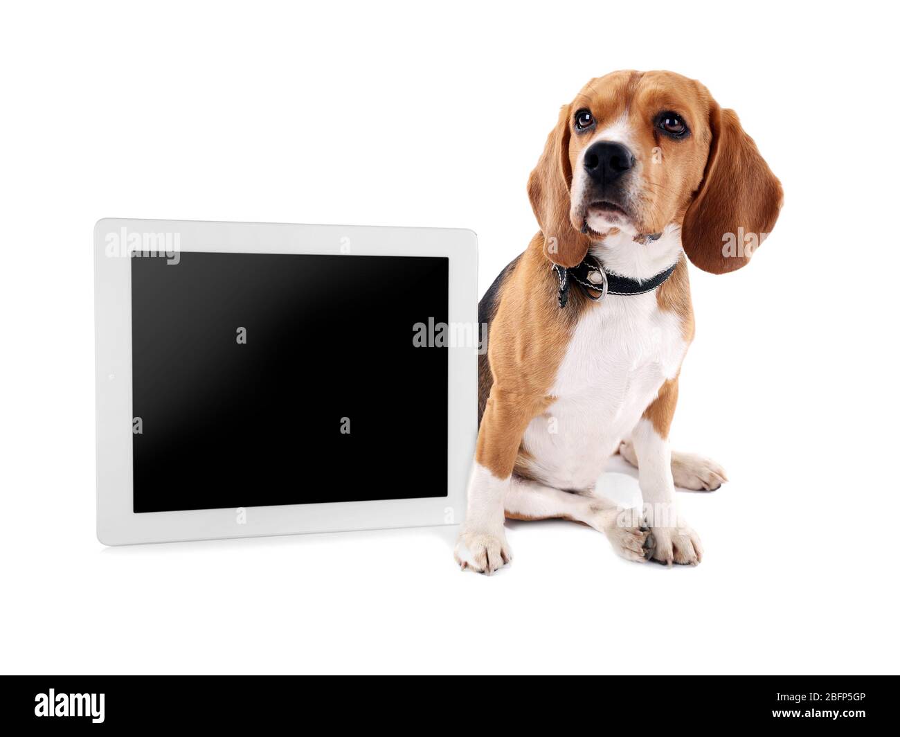 Funny cute dog with tablet isolated on white Stock Photo - Alamy