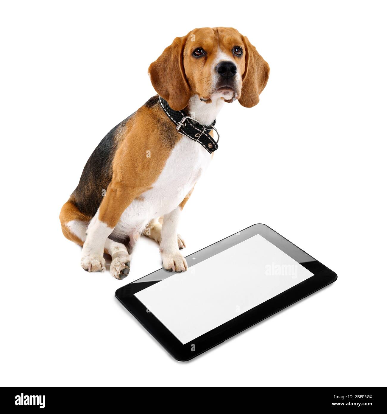 Funny cute dog with tablet isolated on white Stock Photo - Alamy