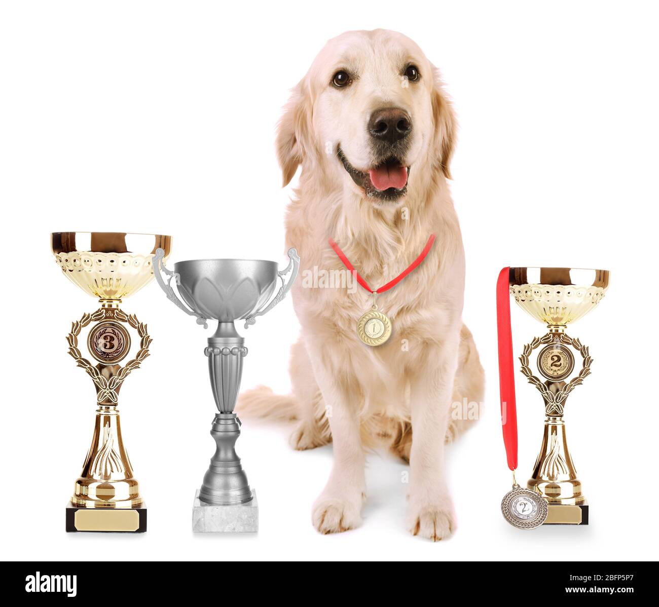 Adorable Labrador with trophy cups and medals isolated on white Stock ...
